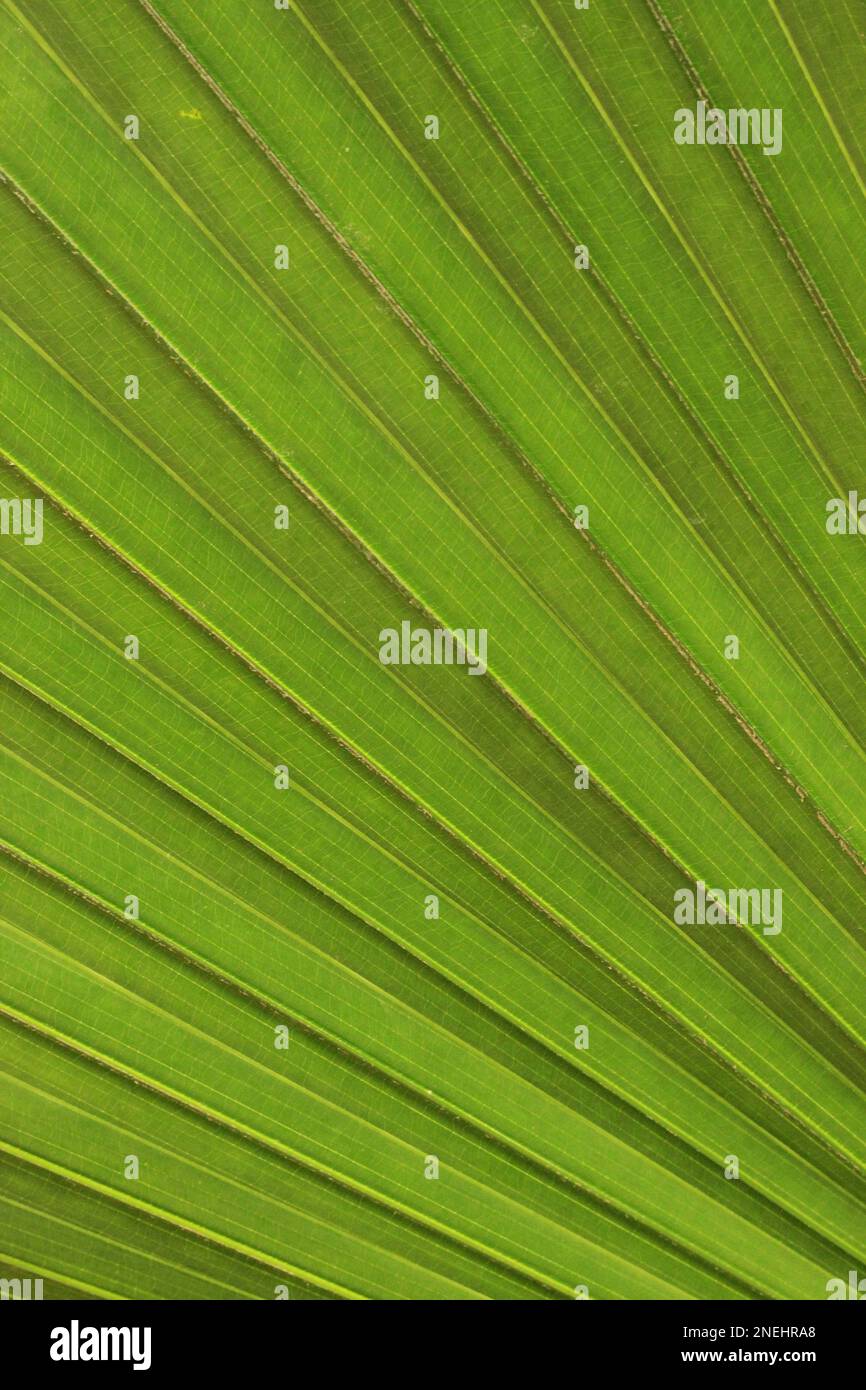 Full frame view of the fine leafy texture of a tropical palm tree leaf ...