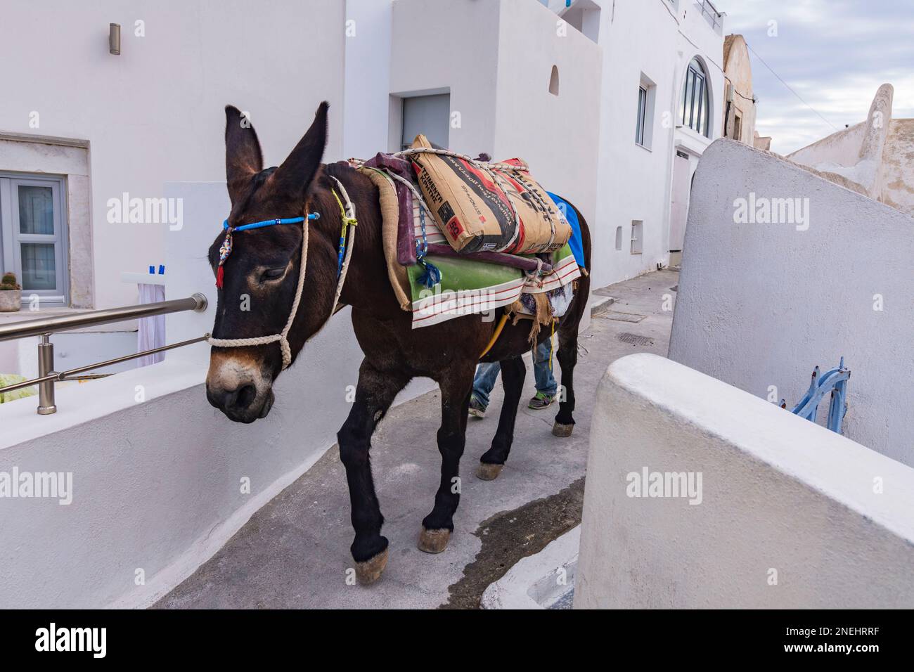 Donkeys in a row hi-res stock photography and images - Alamy