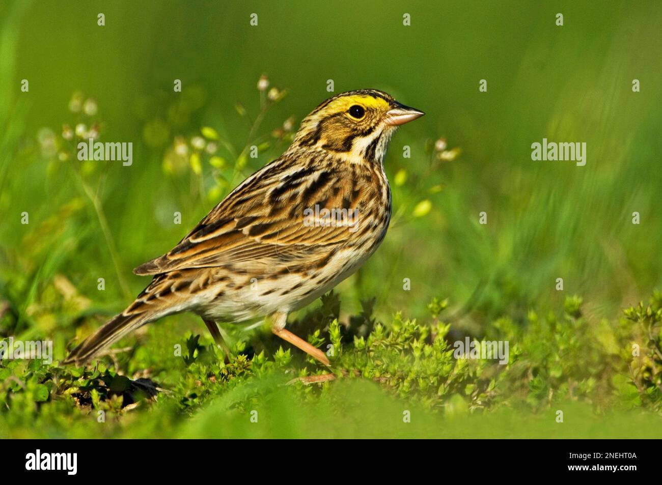 Savannah sparrow in breeding plumage portrait Stock Photo - Alamy