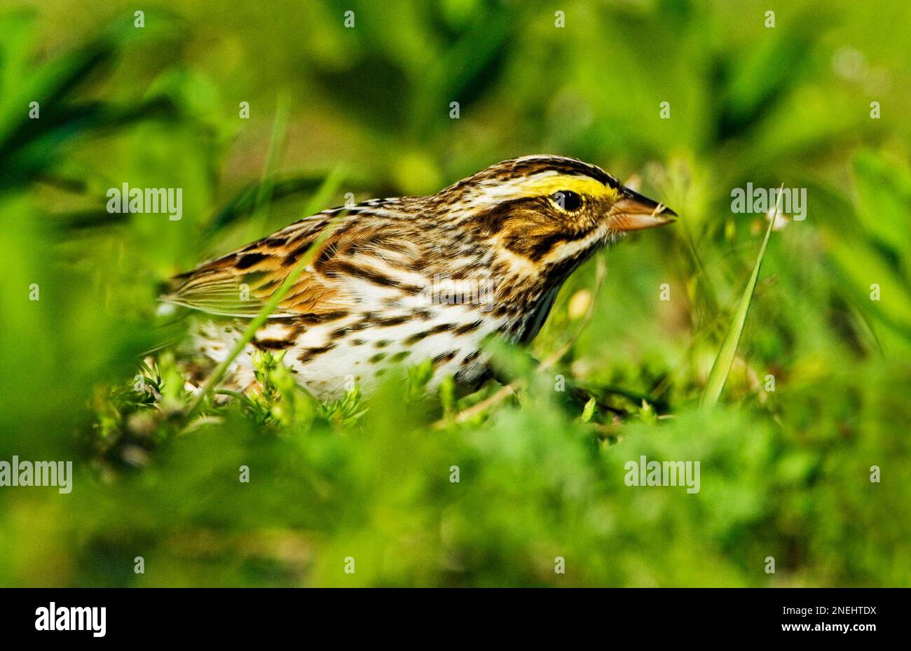 Savannah sparrow in breeding plumage portrait Stock Photo - Alamy