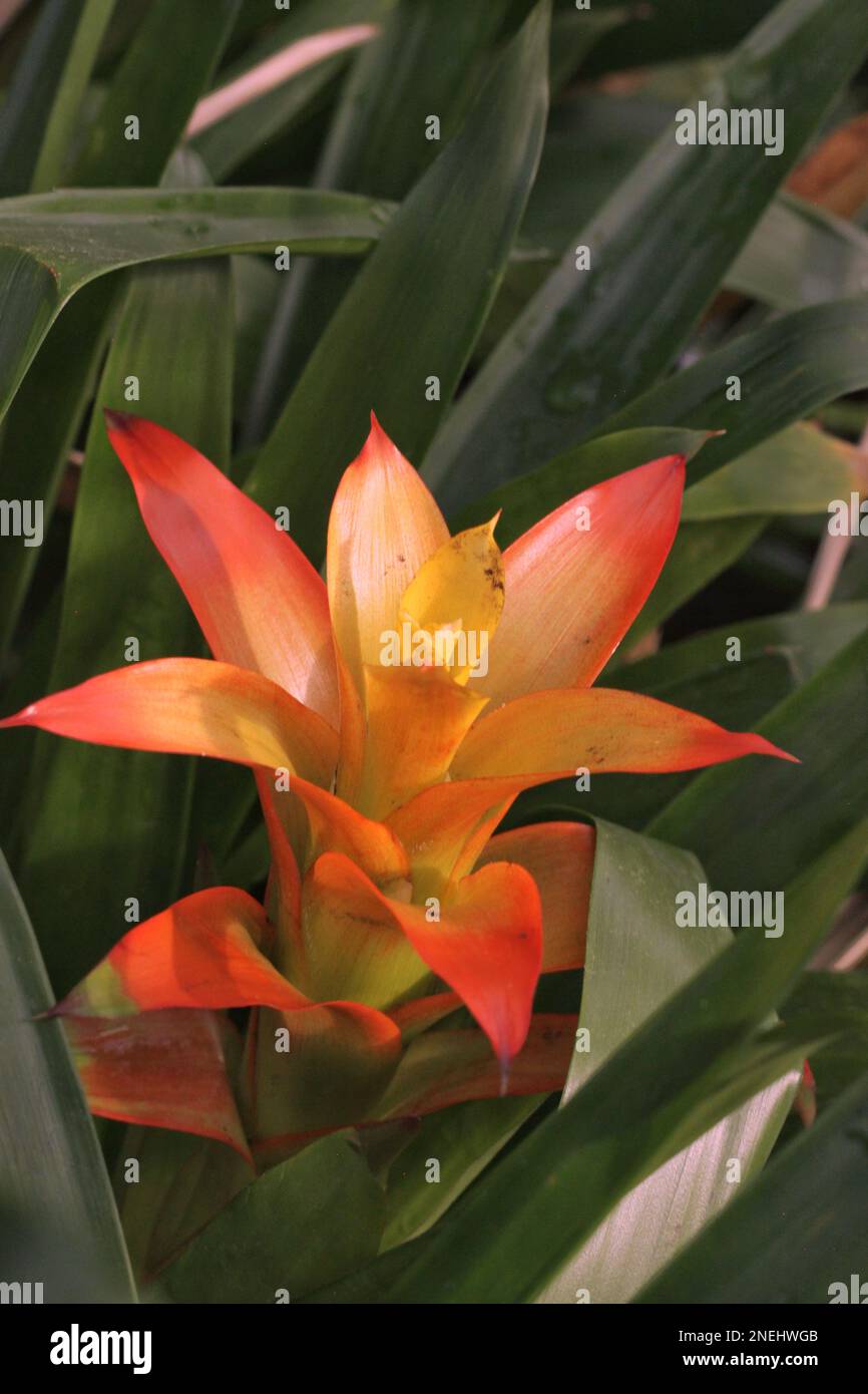 Beautiful huge bright orange bromeliad flower growing in the tropical ...