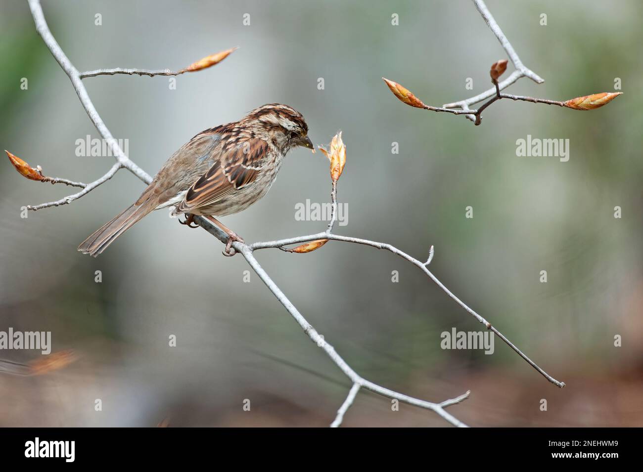 Savannah sparrow feeding on spring beech tree buds Stock Photo - Alamy
