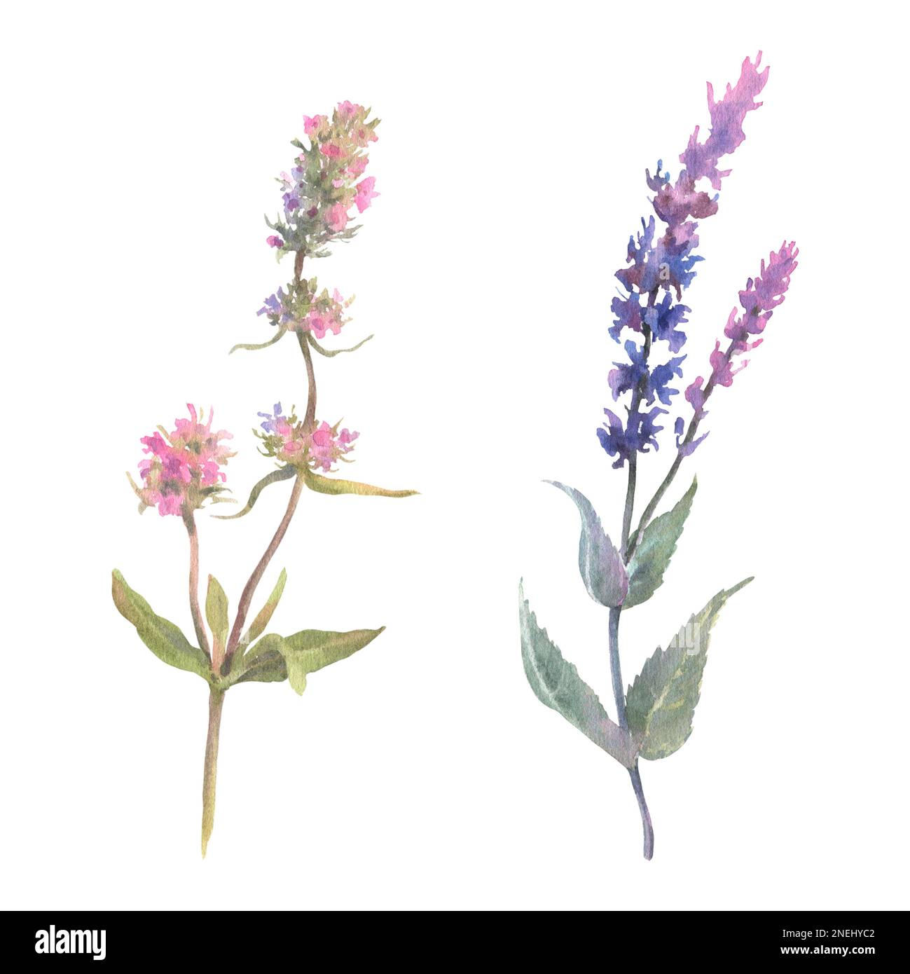 Wild clary drawing hi-res stock photography and images - Alamy