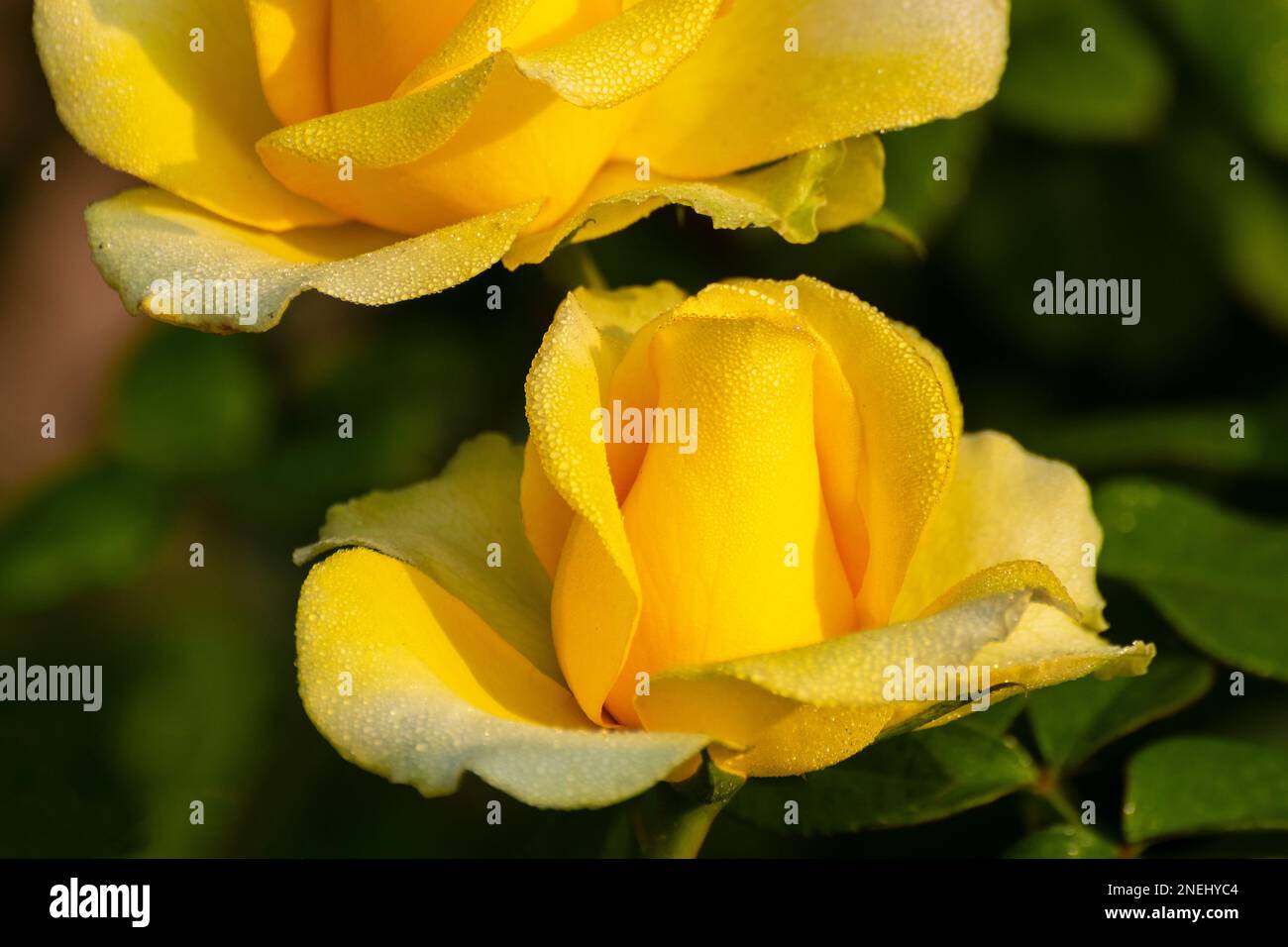 Dew drops on the petals of yellow rose, flower of the woody perennial ...