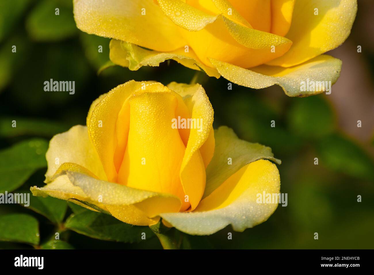 Dew drops on the petals of yellow rose, flower of the woody perennial ...