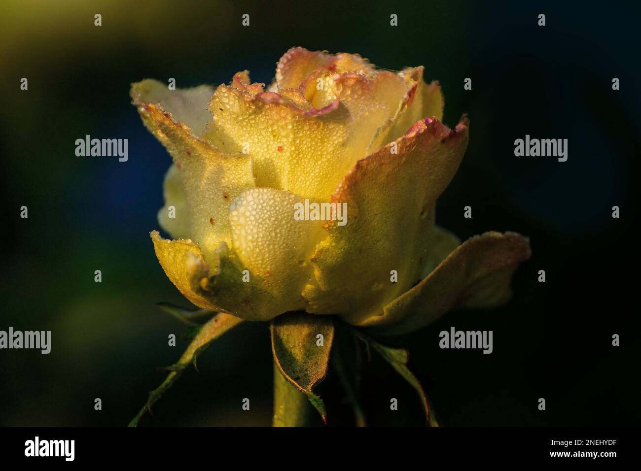 Budding rose hi-res stock photography and images - Alamy