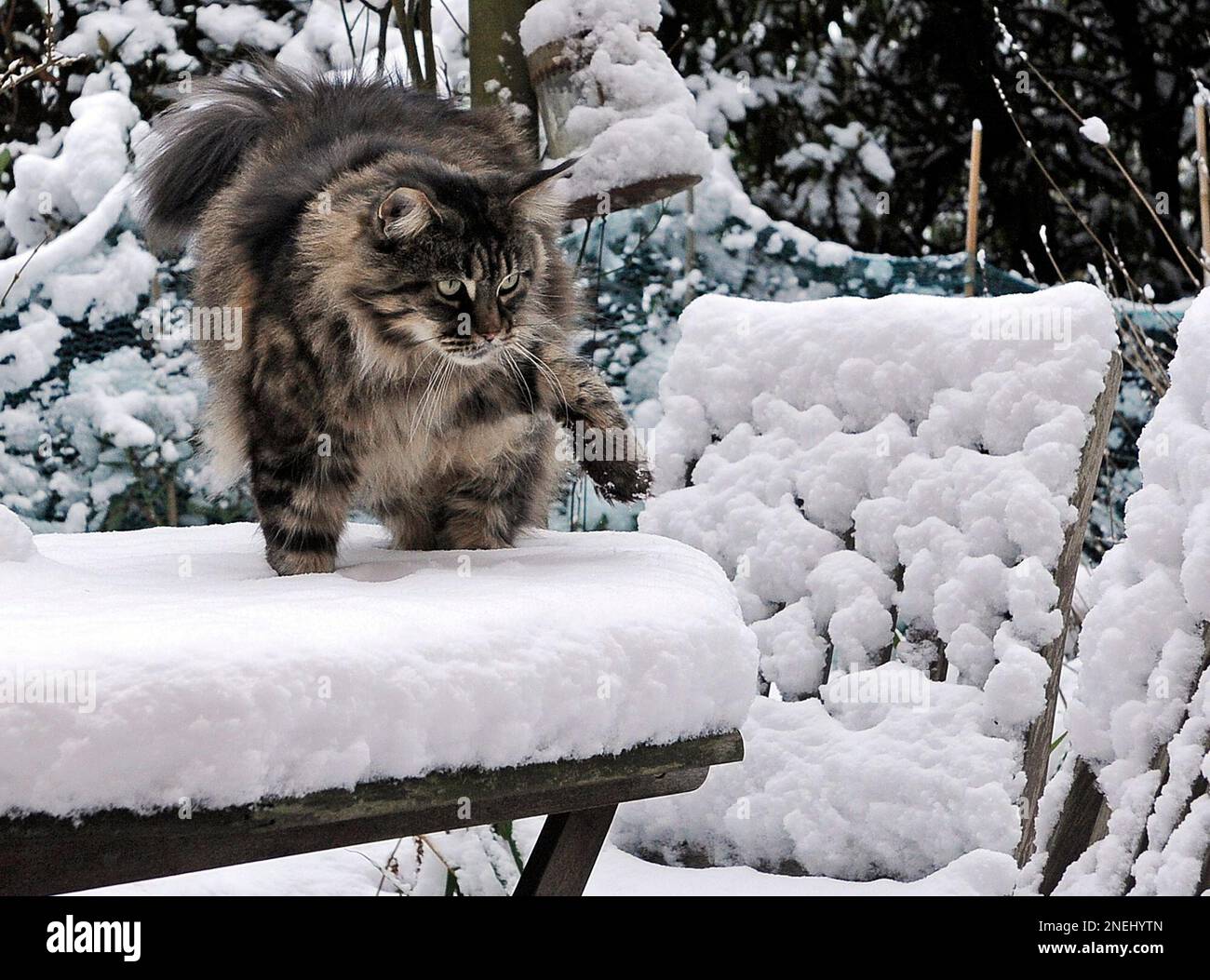 Katze "Duma" testet am Sonntag, 3. Januar 2010, den Neuschnee auf einer ...