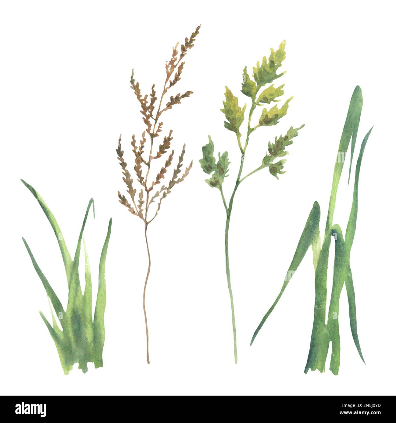 Watercolor green grass, herb seton white background. Different kind ...