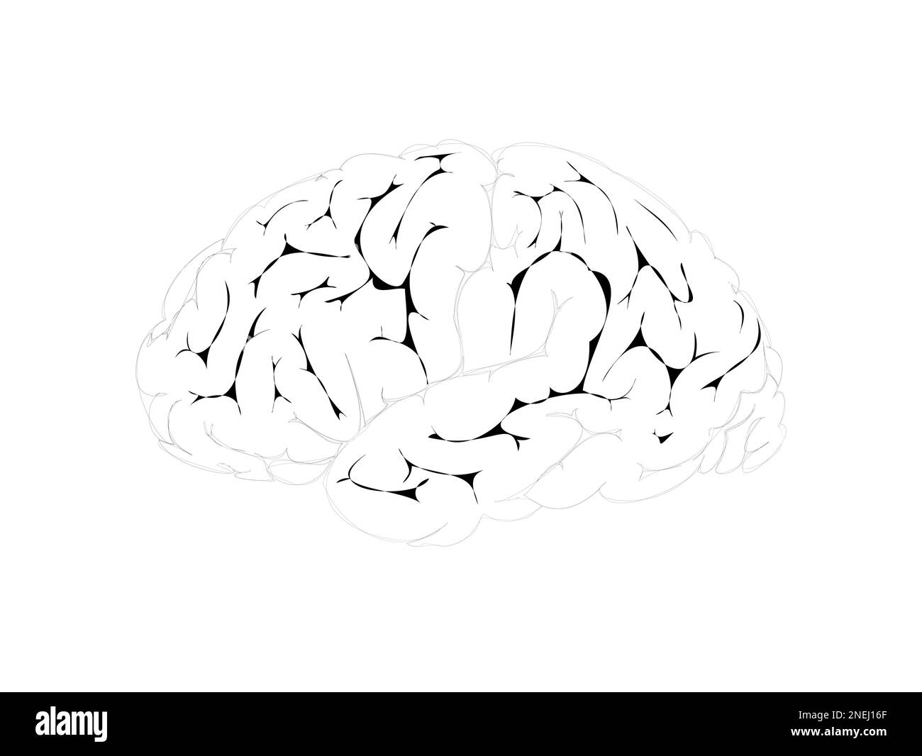 Brain sketch icon isolated over white background, human brain shape ...