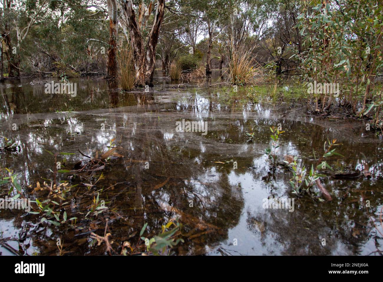 The flooded Aldinga Conservation Park with eucalyptus, wattle and she ...