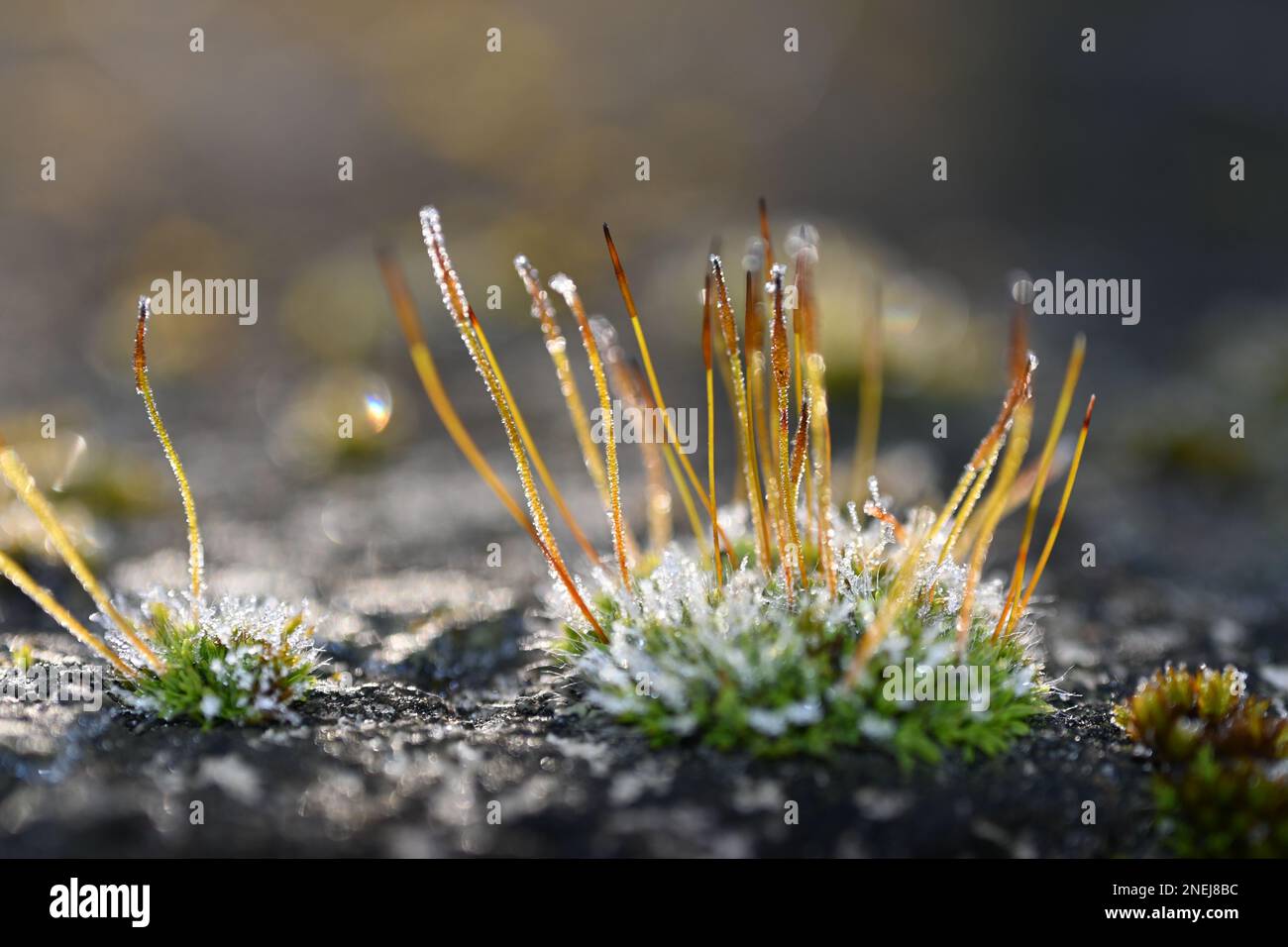 Moss Seed Heads Stock Photo - Alamy