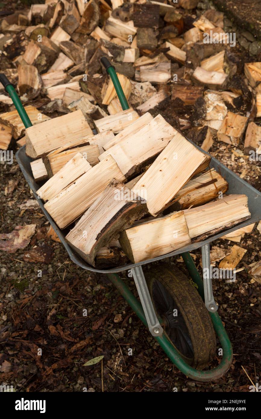 Logs in a wheelbarrow that have been split with an axe that will be ...
