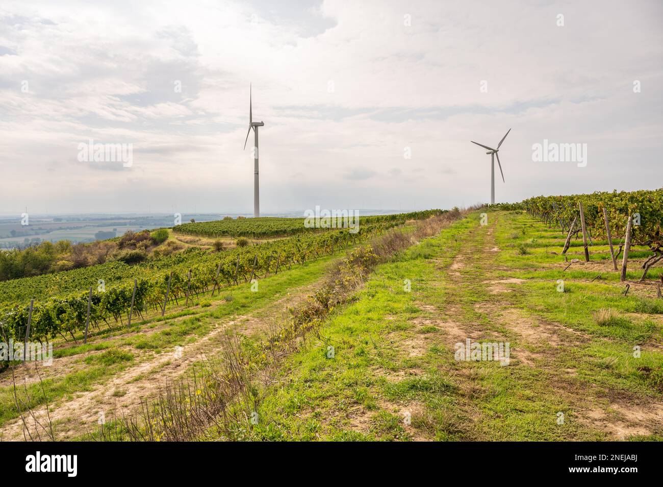 Two modern wind turbines renewable energy on top of a vineyard with ...