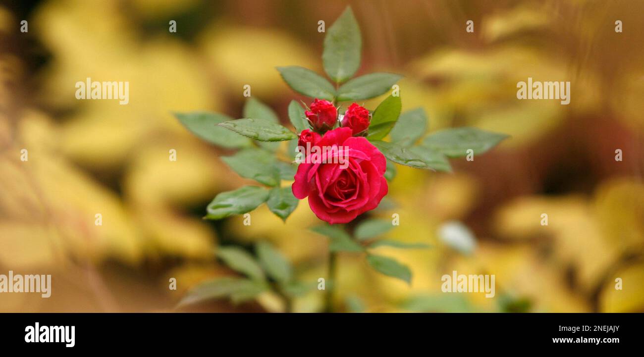 ARCHIV - Eine bluehende Buschrose schaut am 27. Oktober 2009, in einem ...