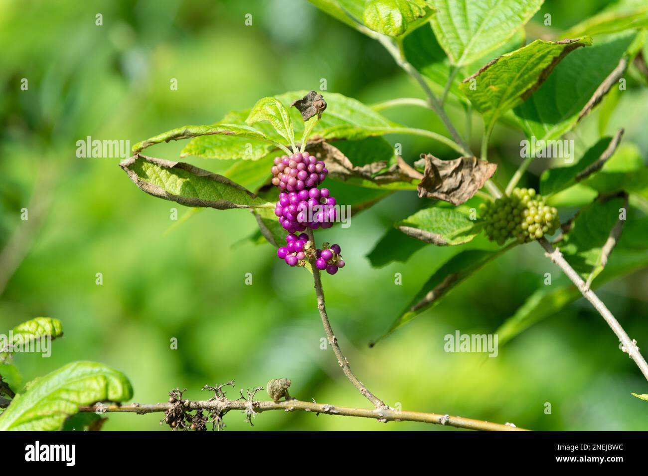 berry plant outdoor. purple berry of plant. macro photo of berry plant ...