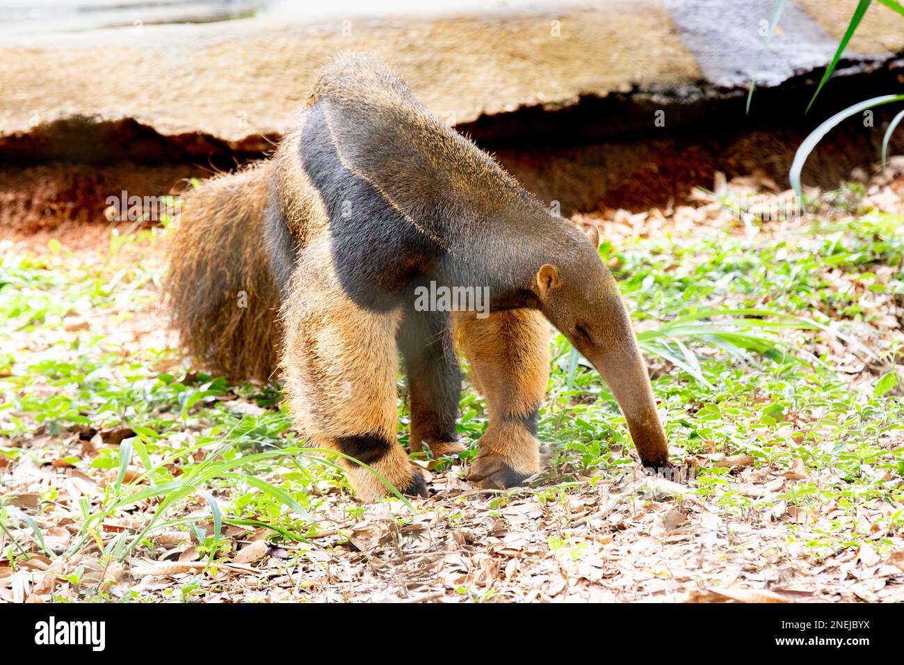 Giant anteater (Myrmecophaga tridactyla) typical of central Brazil ...