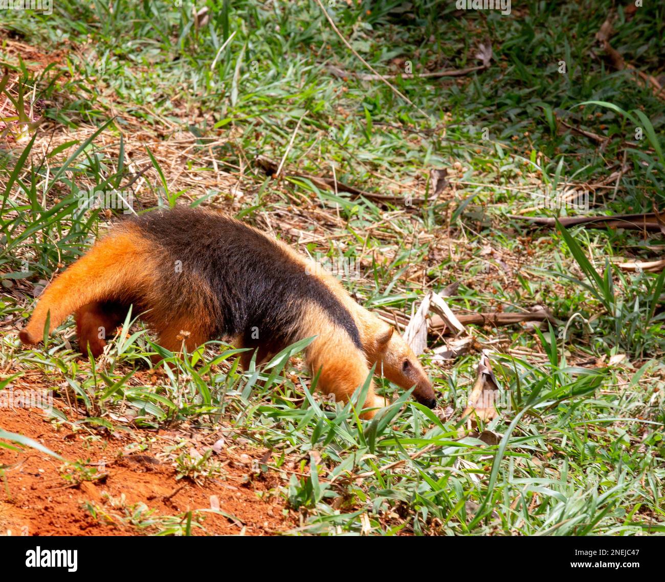 Small Brazilian anteater known as waistcoat anteater or "tamanduá-mirim ...