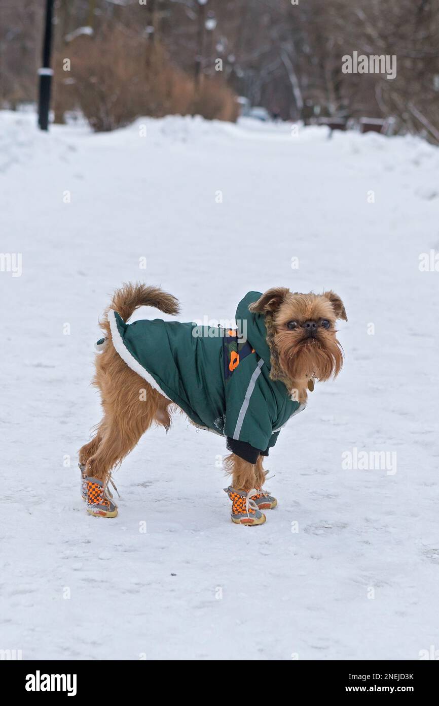 Brussels Griffin dog walks in winter in a jacket and boots Stock Photo ...