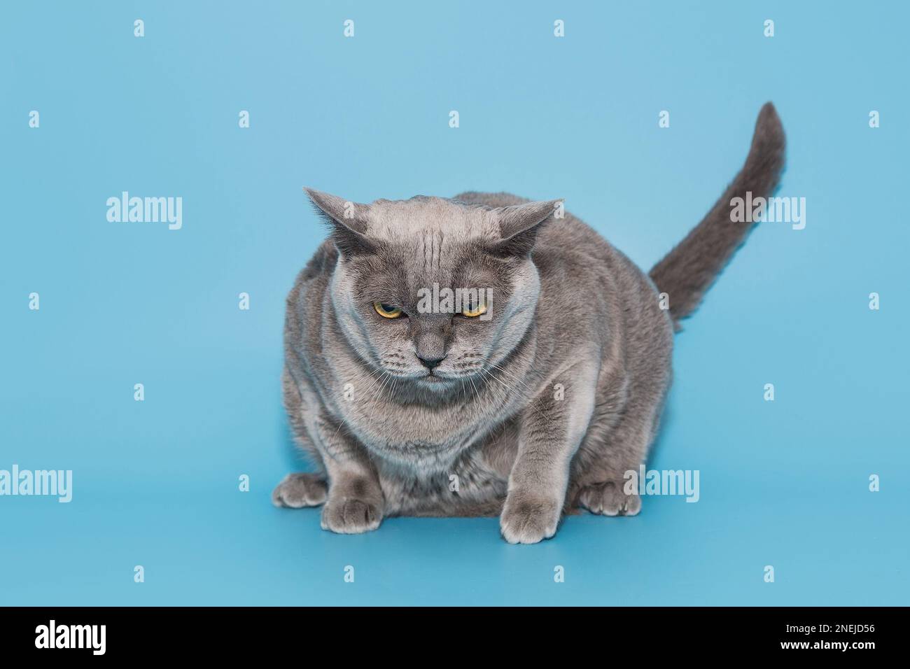 Cute american burmese cat hi-res stock photography and images - Alamy