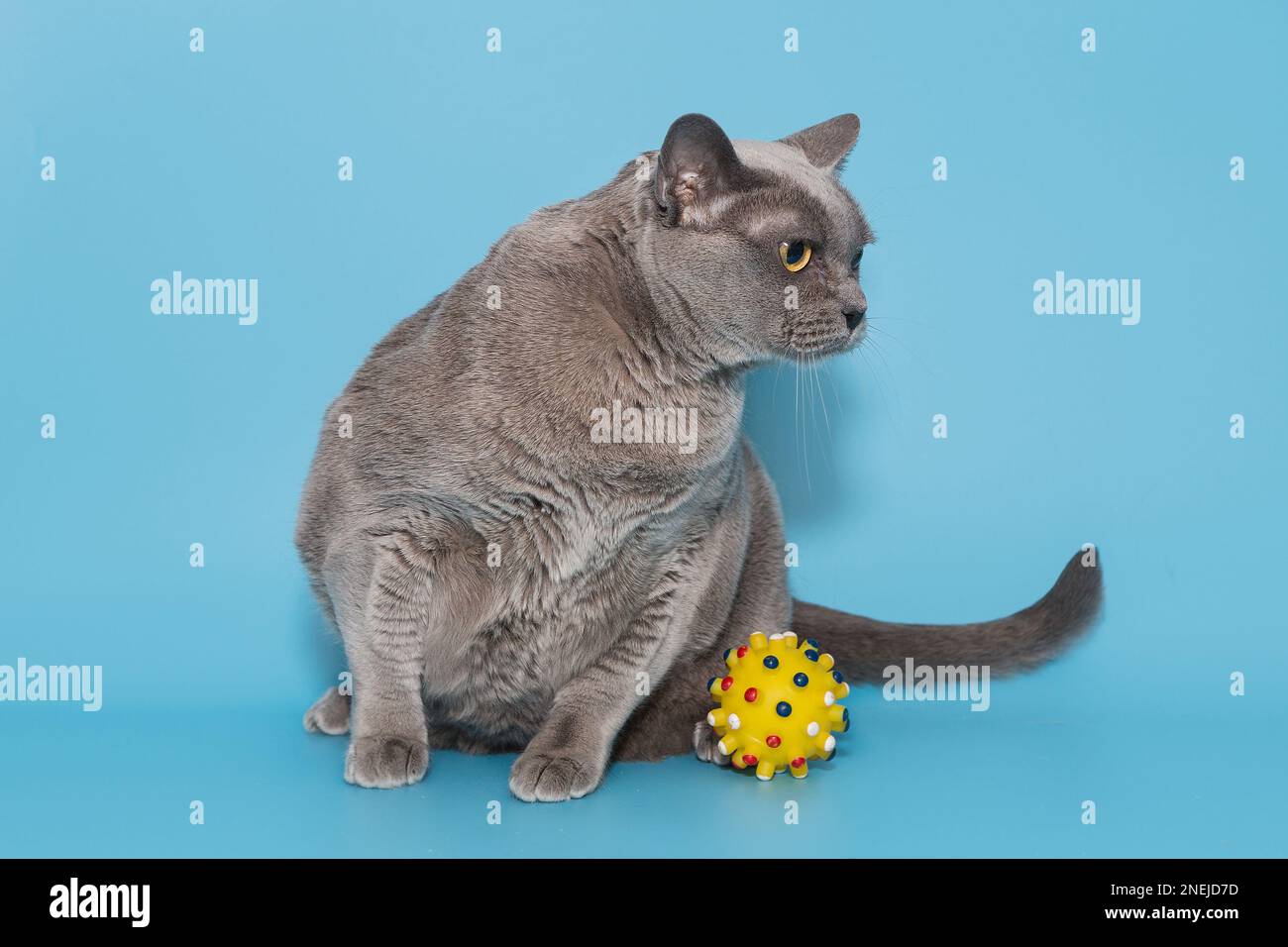 Gray fat cat of the American Burmese breed on a blue background Stock ...