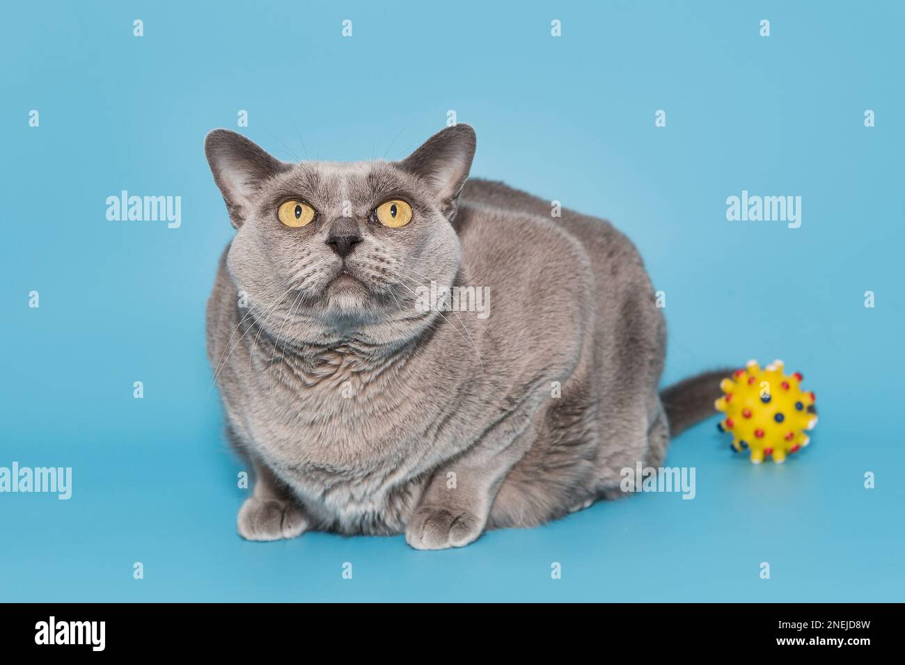 Gray fat cat of the American Burmese breed on a blue background Stock ...