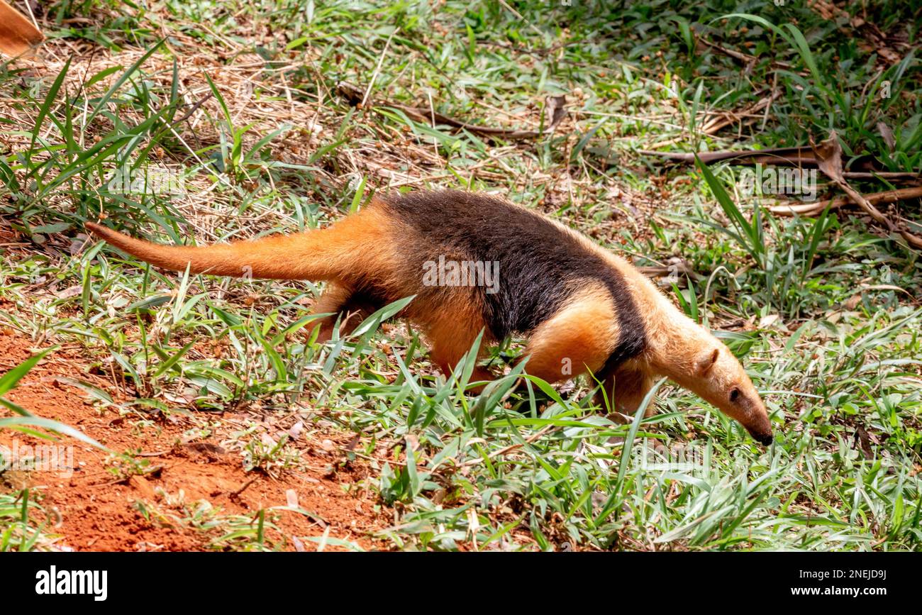 Small Brazilian anteater known as waistcoat anteater or "tamanduá-mirim ...