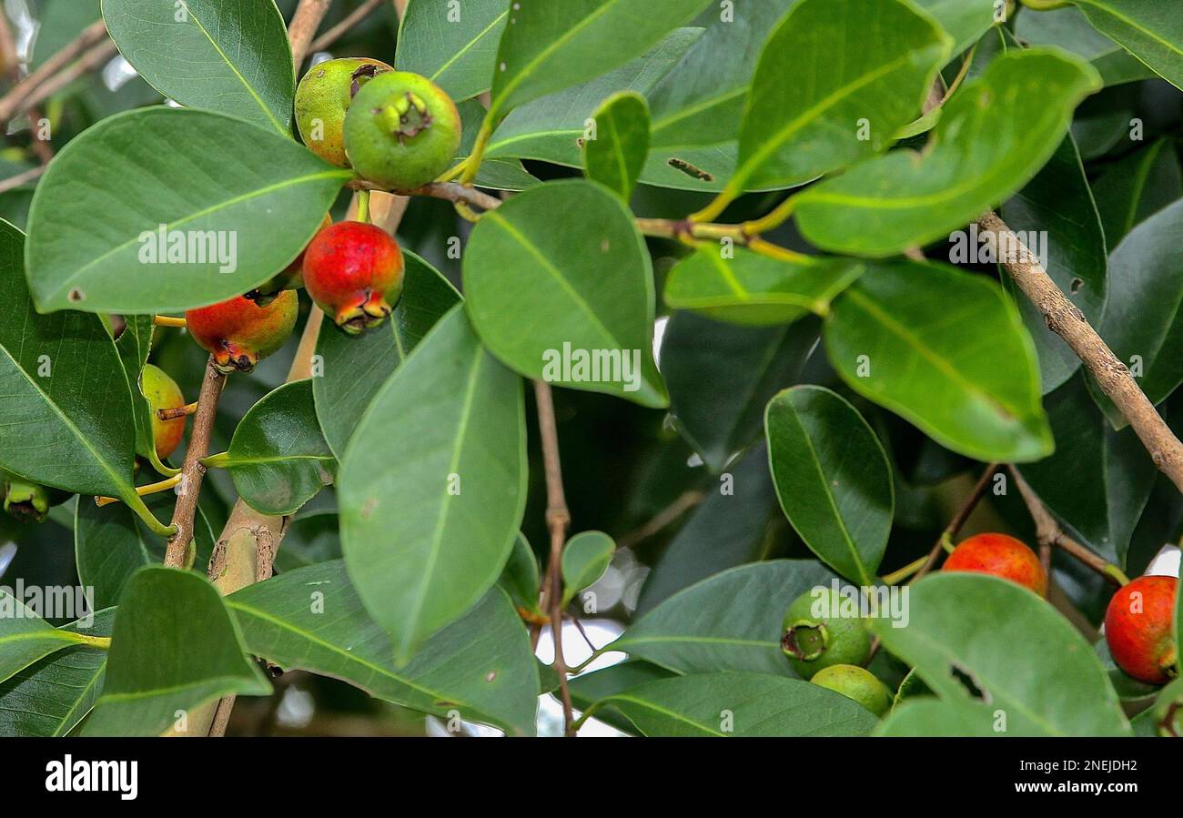 Tree of "araçá-rosa" in Portuguese (Psidium cattleianum, in Latin ...