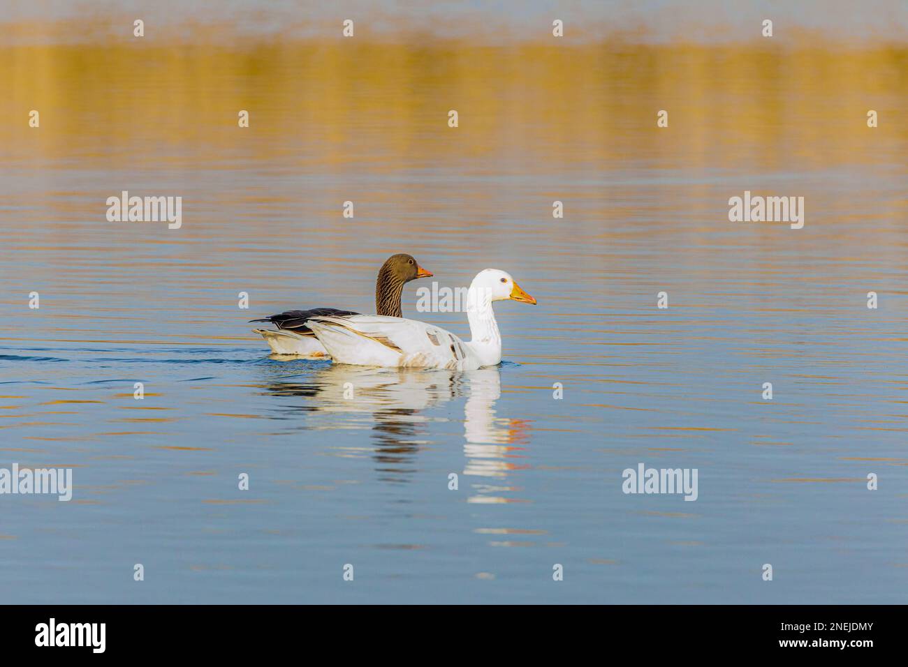 Couple greylag geese anse hi-res stock photography and images - Alamy