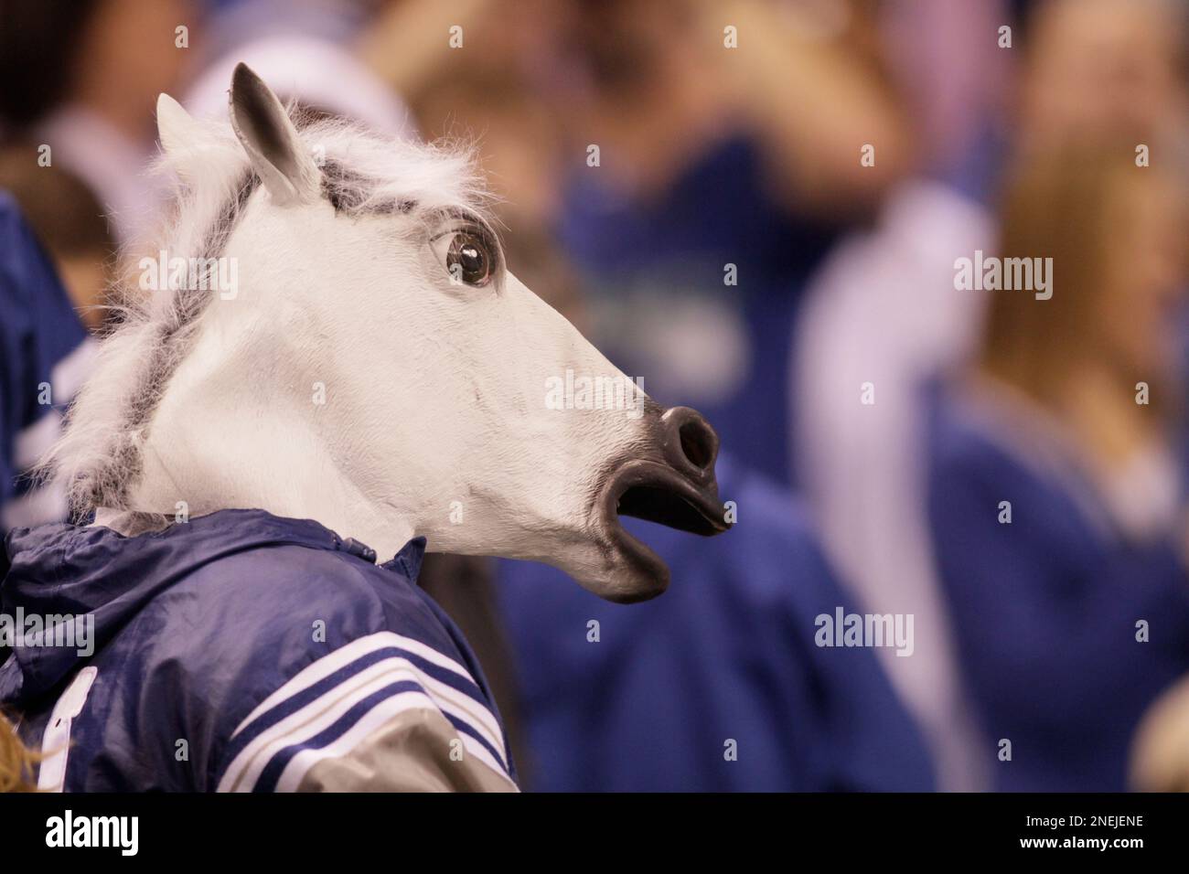 Indianapolis Colts Horse