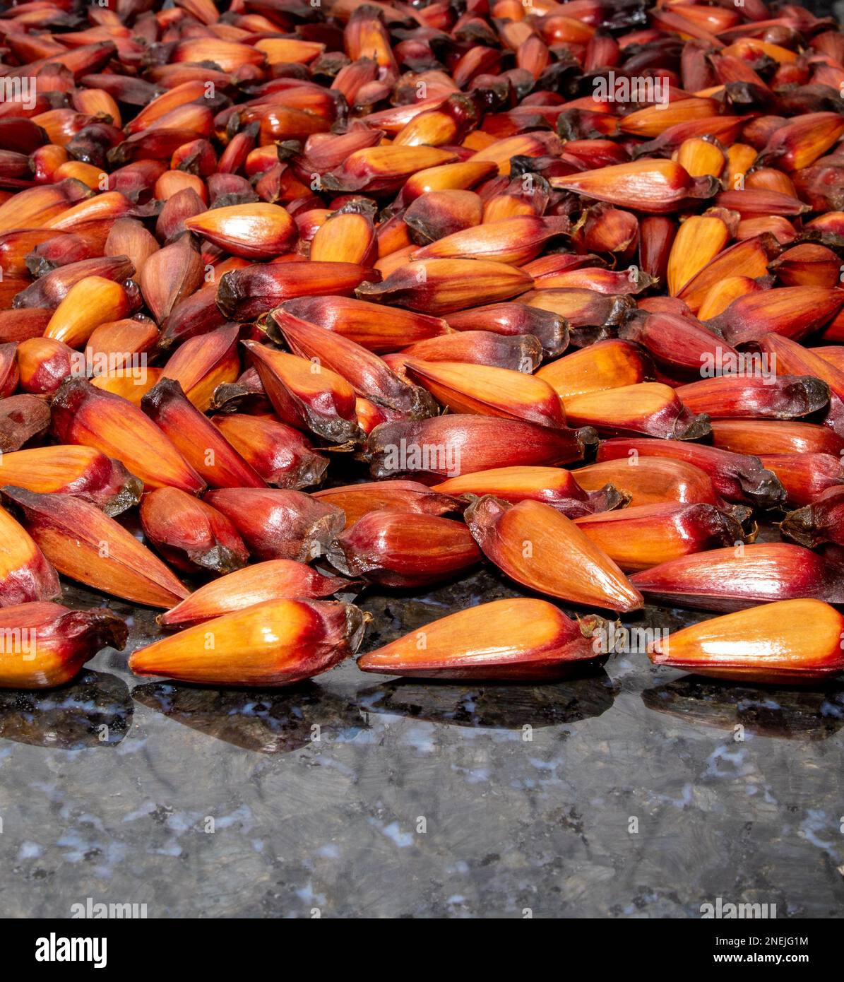 Natural pinion fruit, pine nut from the Araucária angustifolia tree ...