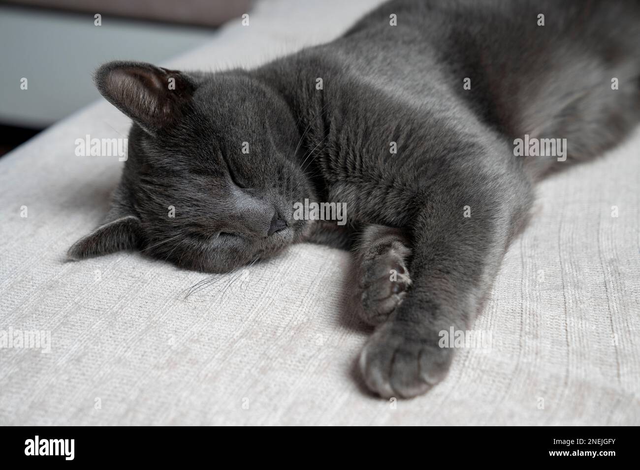 Lazy british gray shorthair cat sleeping on a couch in an apartment ...