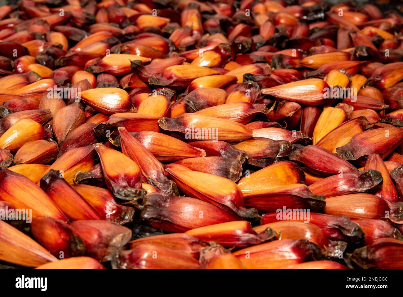 Natural pinion fruit, pine nut from the Araucária angustifolia tree ...