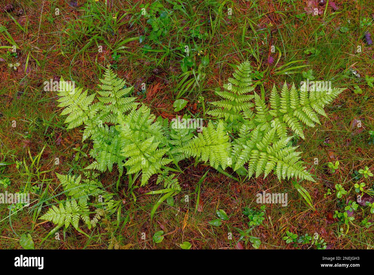 Forest ground greenery after rain Stock Photo - Alamy