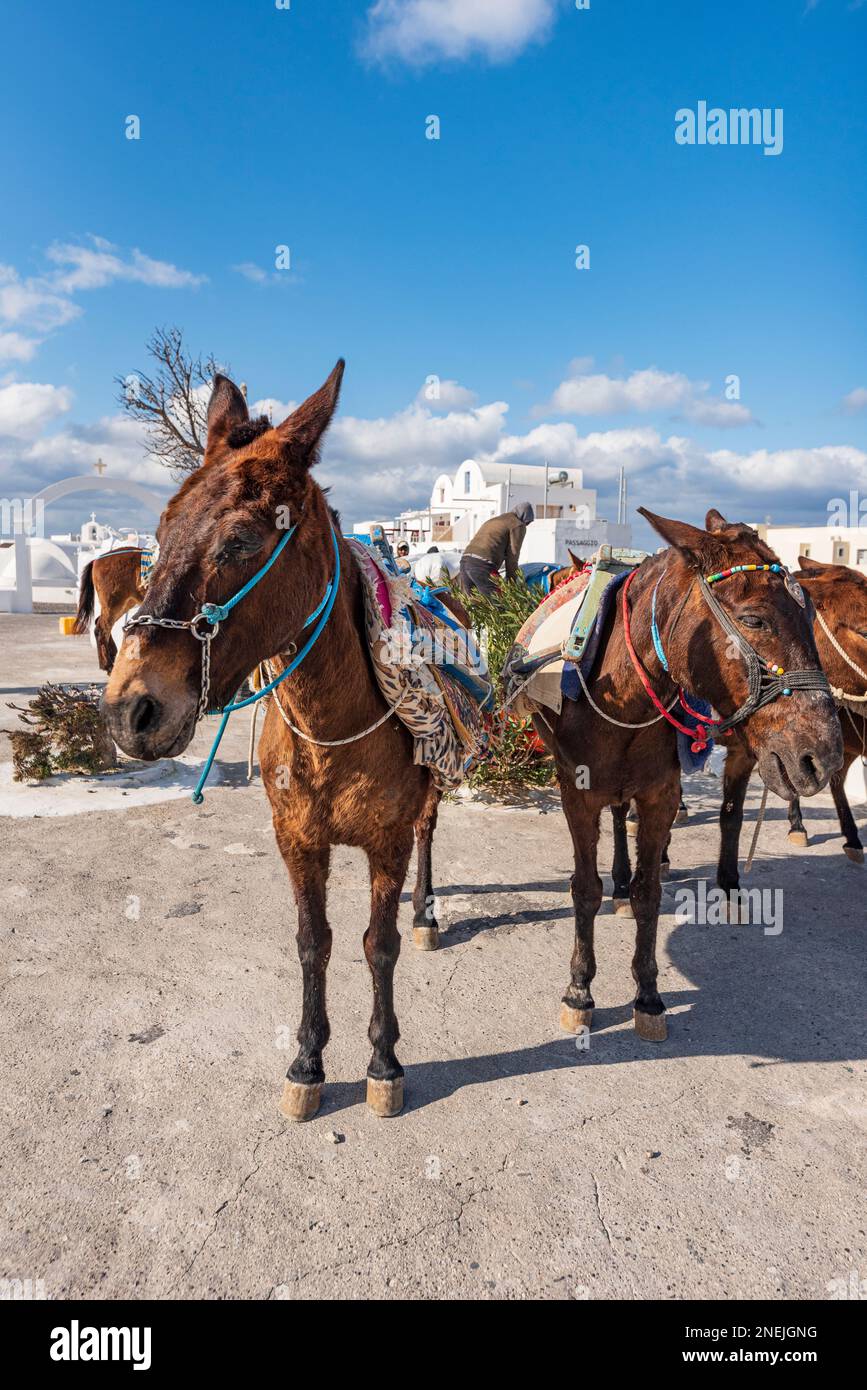 Donkey slinging hi-res stock photography and images - Alamy