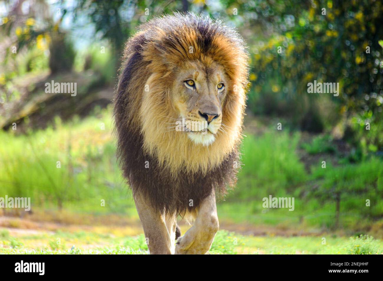 Male Lion walking as he looks towards the left Stock Photo - Alamy