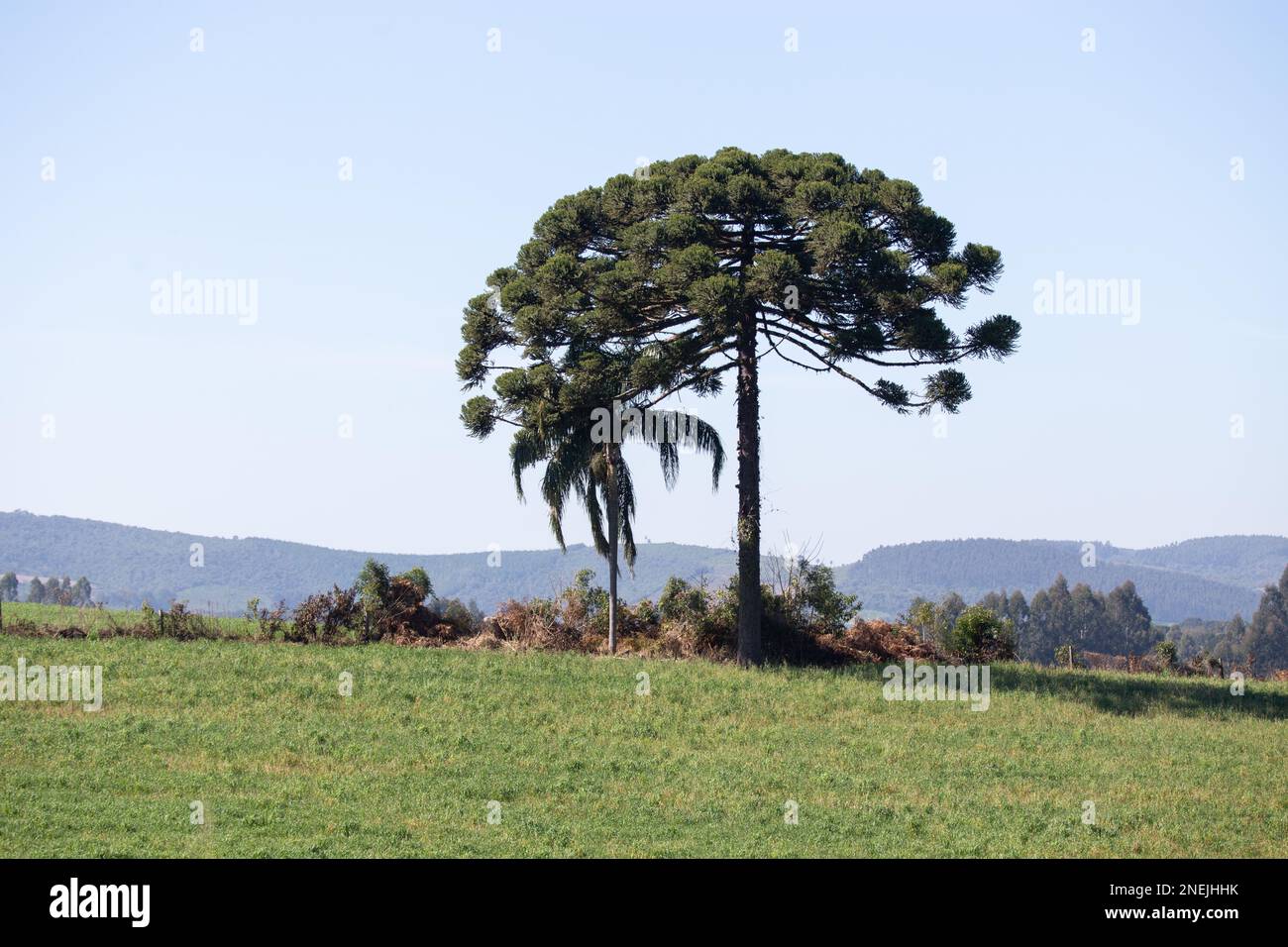 Araucaria angustifolia ( Pine of Paraná ), isolated tree with selective ...