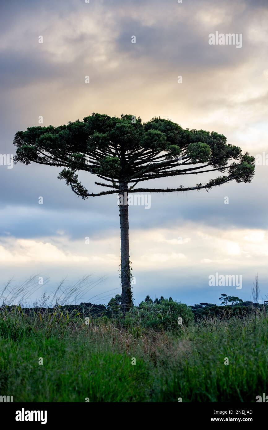 Araucaria angustifolia ( Pine of Paraná ), isolated tree with selective ...