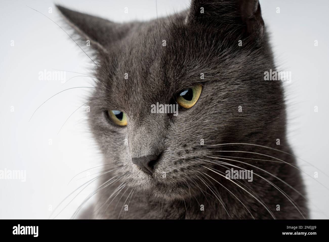 Russian Blue With Yellow Eyes