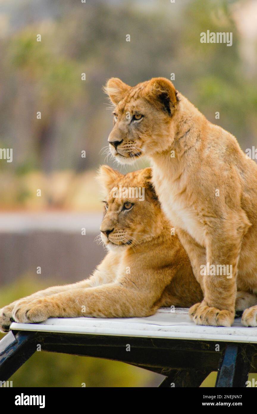 Two lion cubs sit patiently watching and waiting for their parents ...
