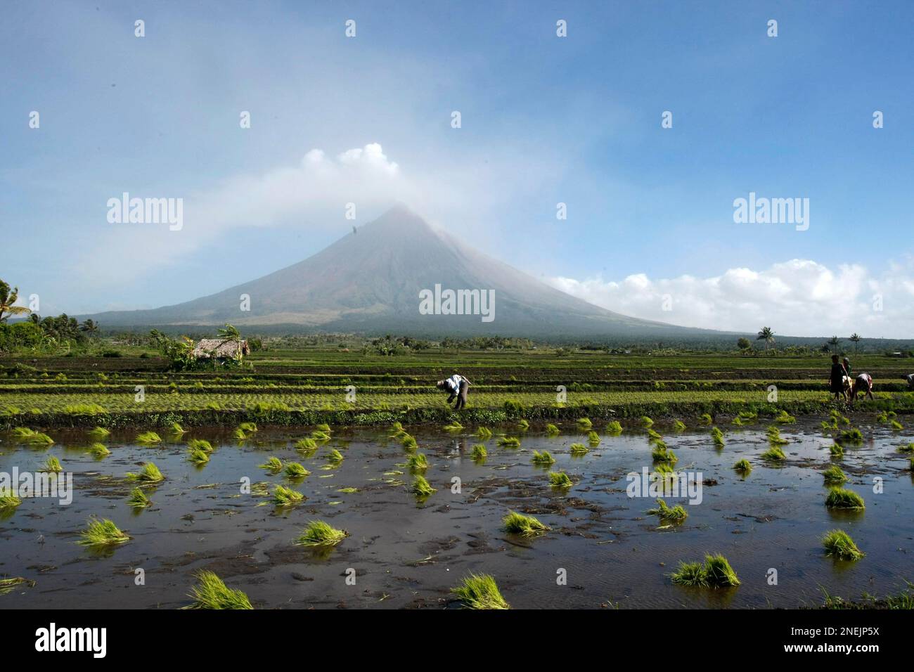 Farmers plant rice with a backdrop of Mayon volcano spewing ash in a ...