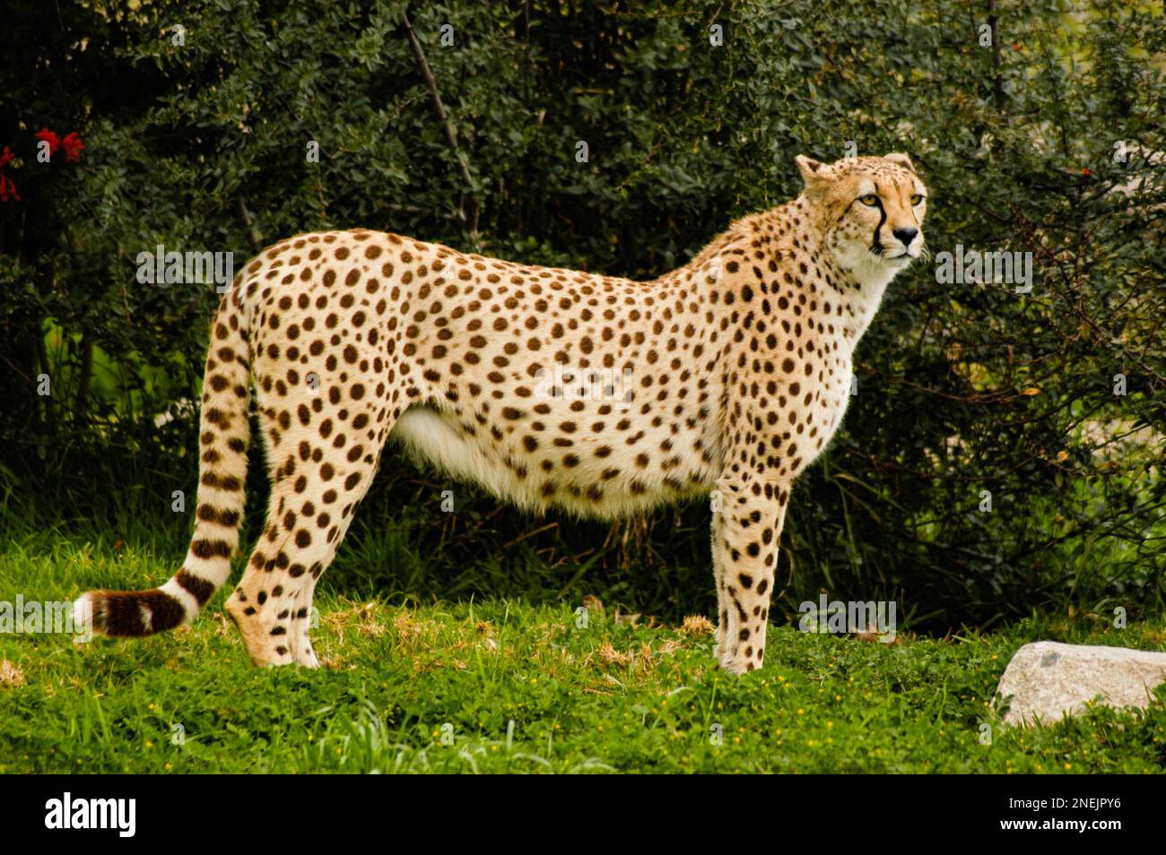 Cheetah standing hi-res stock photography and images - Alamy
