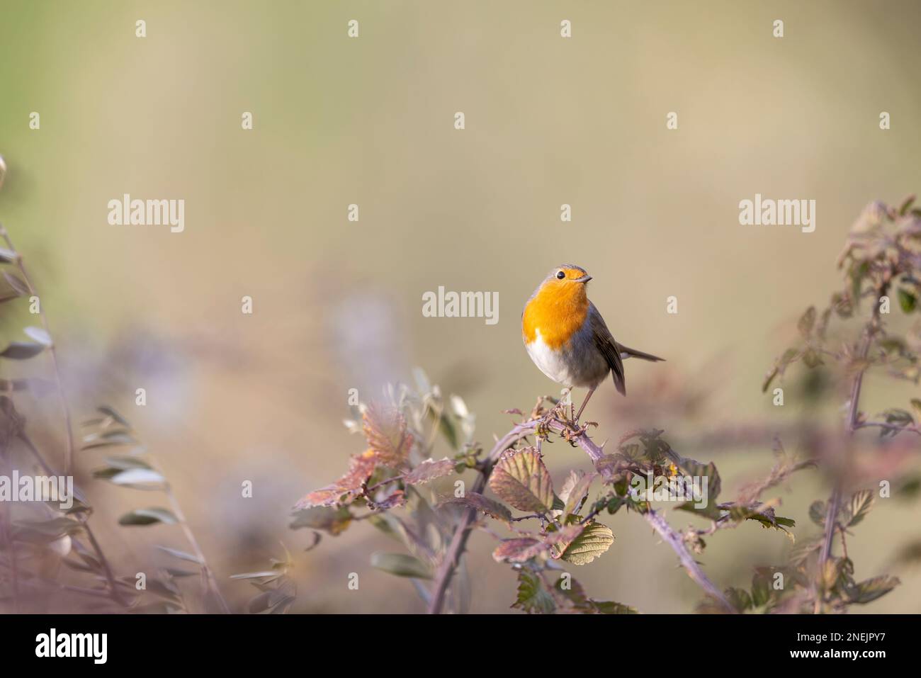 Vibrant bird photography hi-res stock photography and images - Alamy