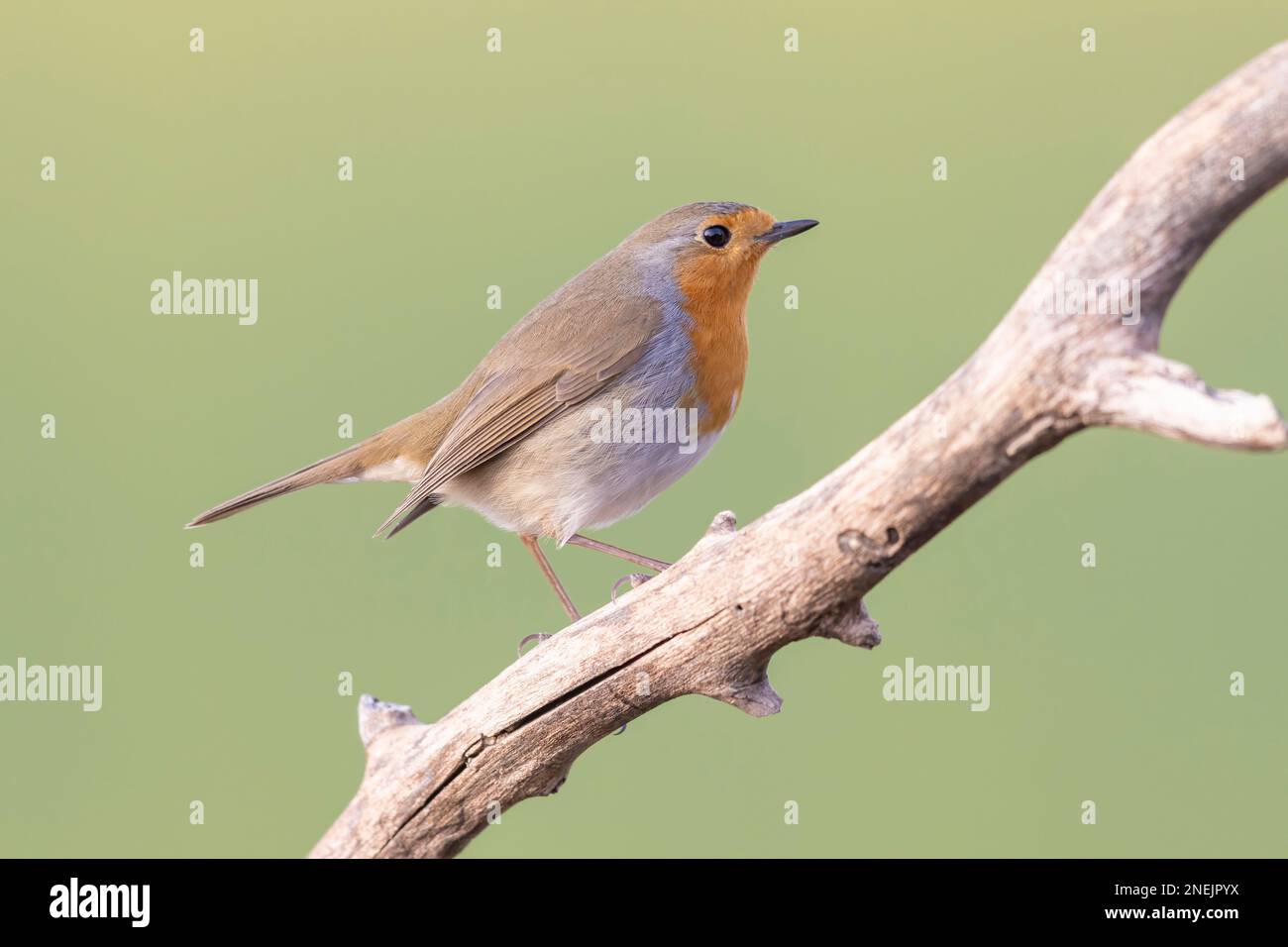 Colorful bird: the European Robin (Erithacus rubecula Stock Photo - Alamy