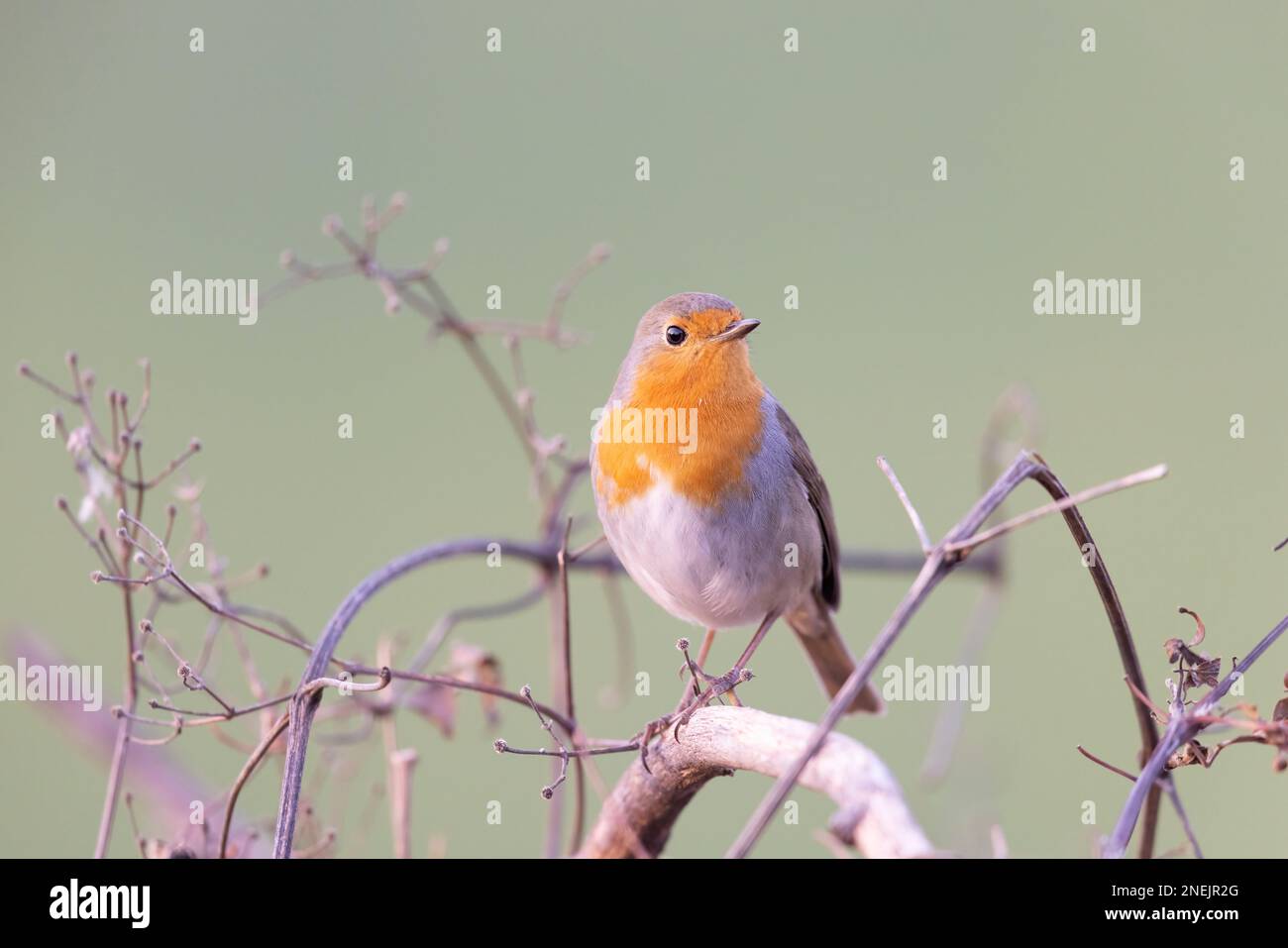 Erithacus rubecula garden bird bird spring hi-res stock photography and ...