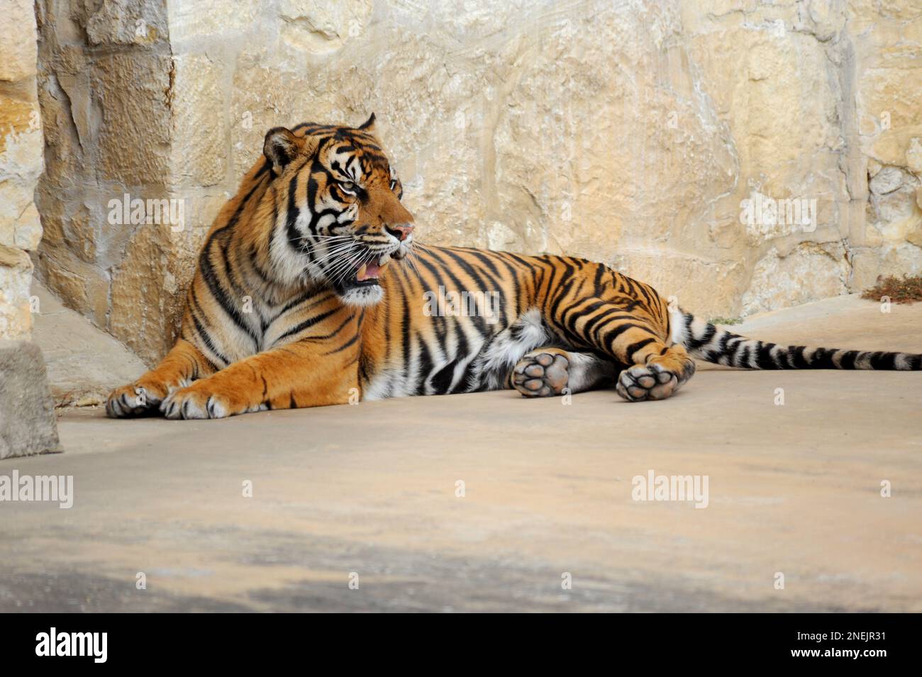Angry tiger hi-res stock photography and images - Alamy