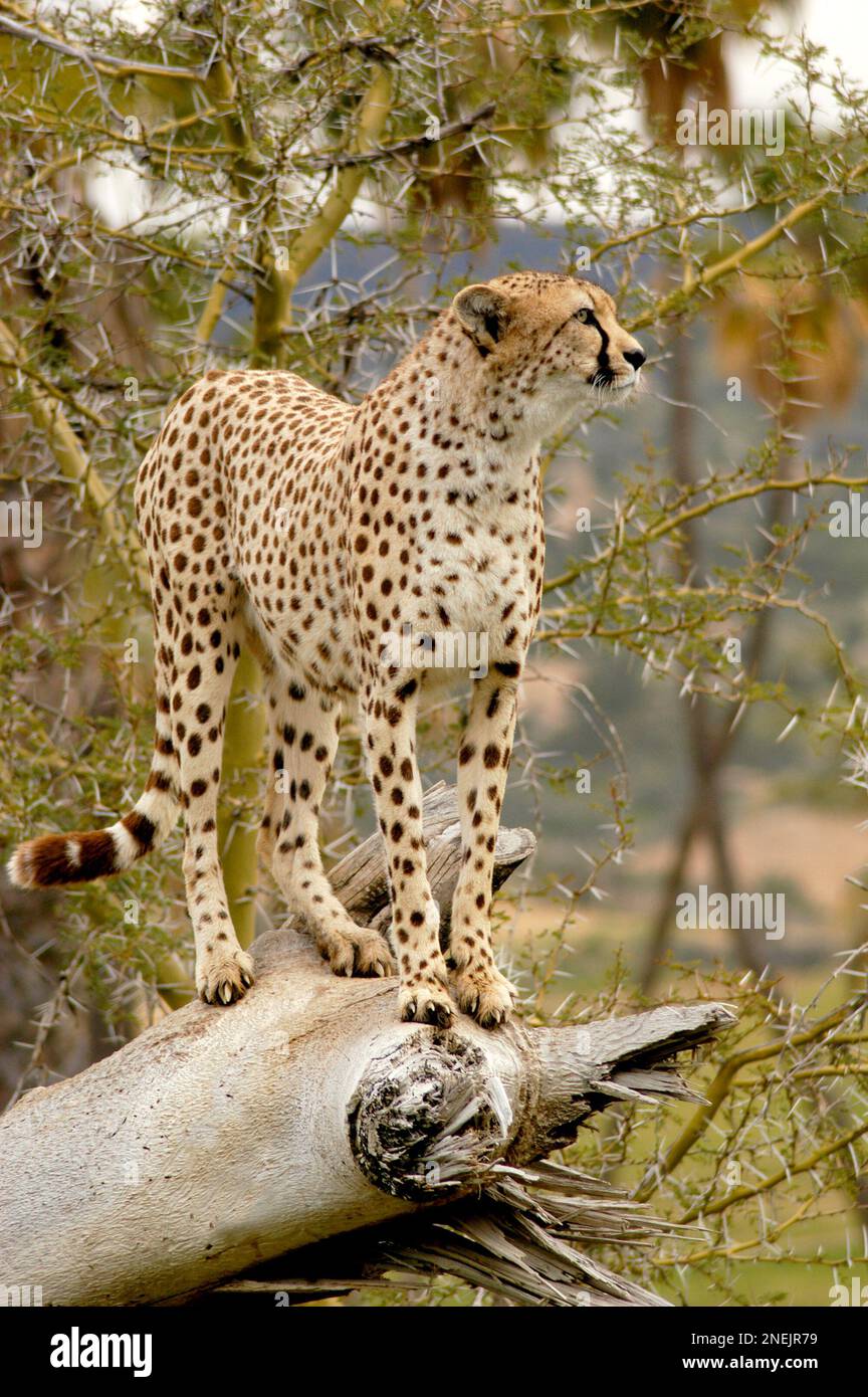A majestic cheetah perches on a branch of a tree and scans the horizon ...