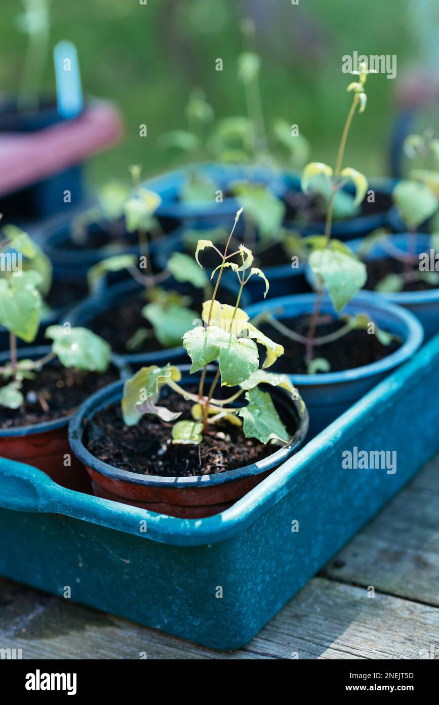 Climbing snapdragon (Maurandya scandens) seedlings in pots outdoors ...