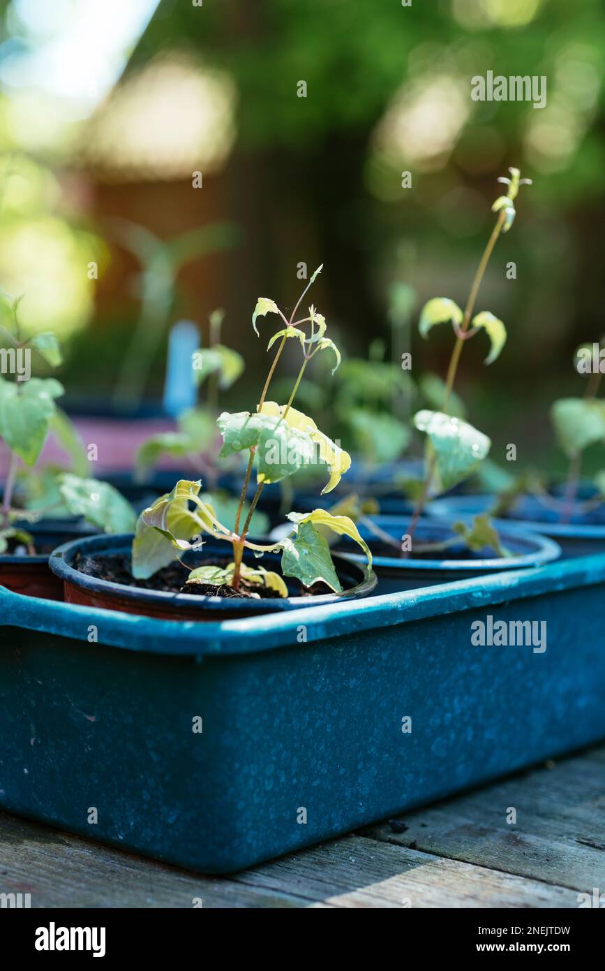 Climbing snapdragon (Maurandya scandens) seedlings in pots outdoors ...
