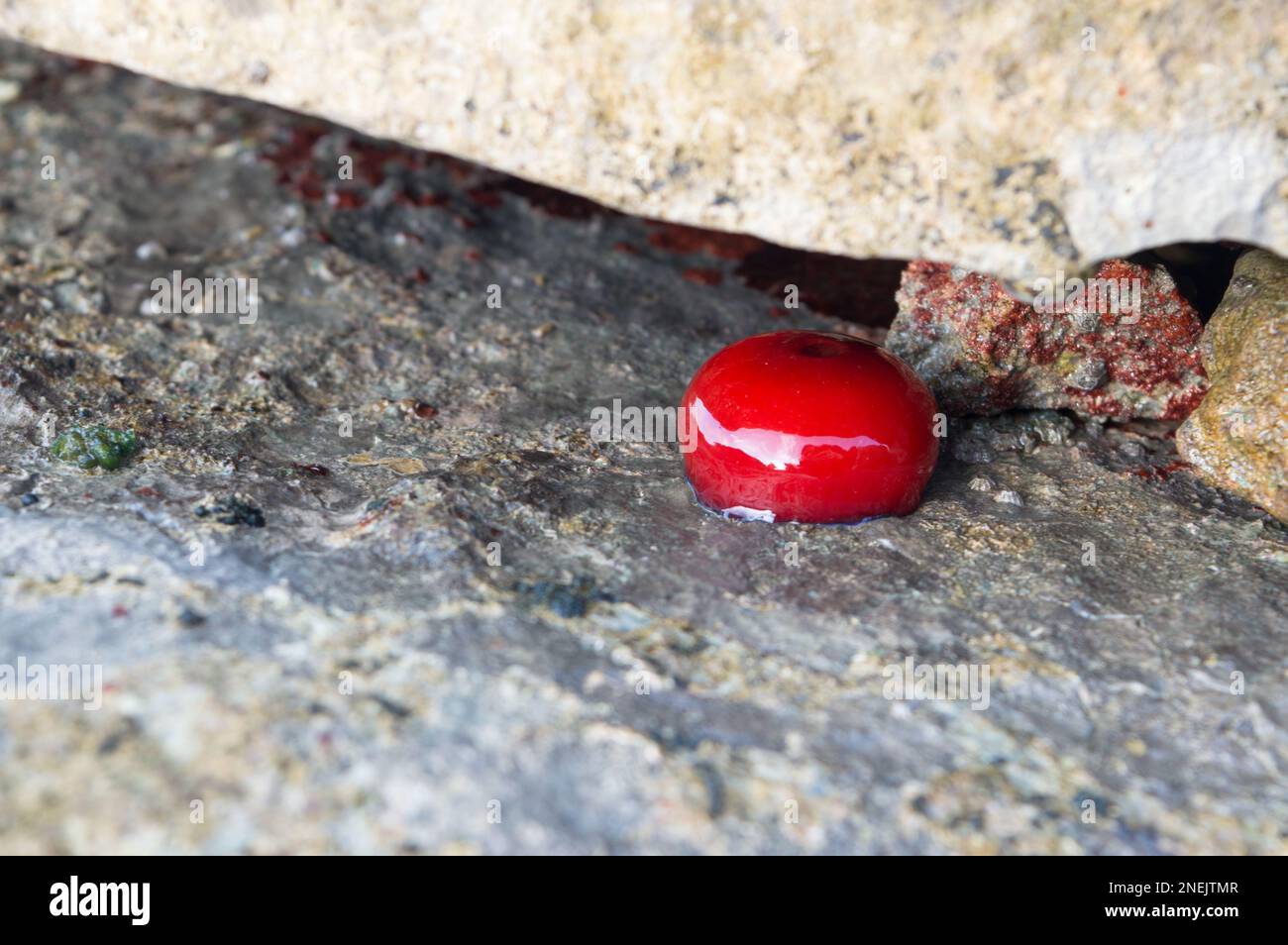Beadlet anemone on rocky shore, Actinia equina, in Mediterranean Stock ...