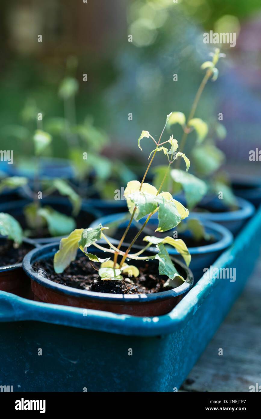 Climbing snapdragon (Maurandya scandens) seedlings in pots outdoors ...